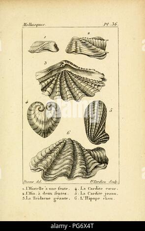 Atlas des mollusques (Pl. 7 Stock Photo - Alamy