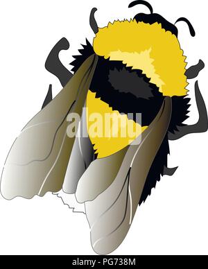 Wasp insect, bumble bee top view in cartoon style, realistic bug ...
