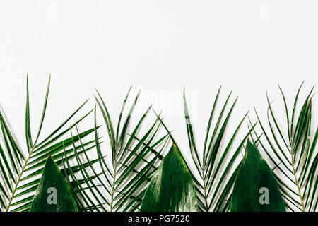 flat lay with assorted green foliage with water drops on white backdrop ...