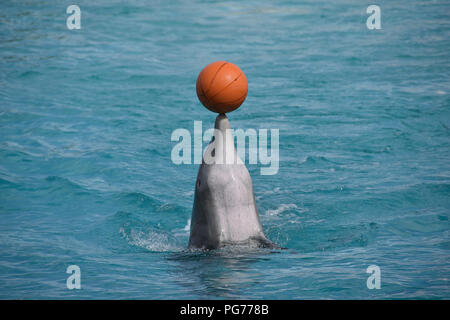 Dolphin Balancing Ball Stock Photo - Alamy