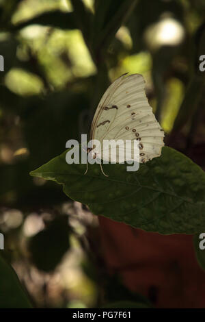 White morpho butterfly Morpho polyphemus perches on a tree in a garden ...