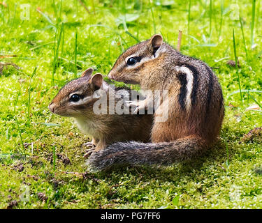 Profile photo of sweet young tail hairstyle lady hold empty space wear ...
