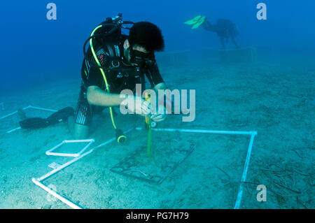 Marine biologists experimenting on ecosystem restoration Pinna nobilis ...
