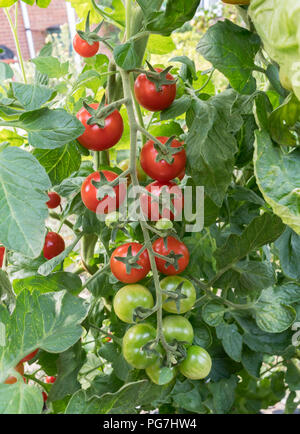 Truss of green Tomatoes growing in a greenhouse Stock Photo - Alamy