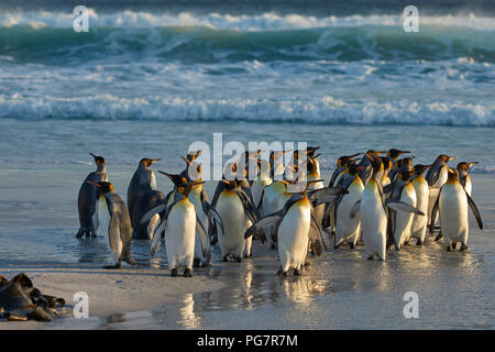 King Penguins on the beach on a windy day Stock Photo - Alamy