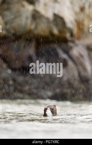 A lone male smooth coated otter makes a splash as he returns to the sea ...