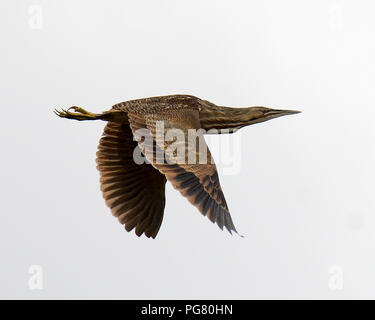 American bittern bird flying with a gray sky background in its ...
