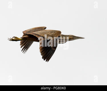 American Bittern Flying Stock Photo - Alamy
