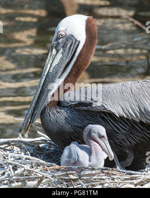 Brown pelican bird mother with her babies on the nest, one baby with ...