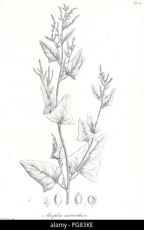 Atriplex micrantha cropped Stock Photo - Alamy