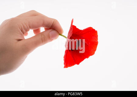 Hand holding a Red Poppy on a white background Stock Photo - Alamy