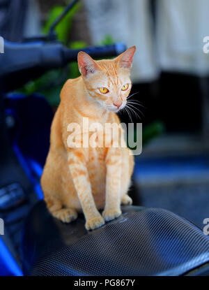 Photo of a beautiful macro furry fat cat lit by the sun Stock Photo - Alamy