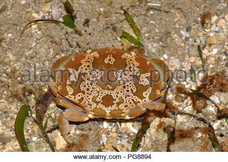 floral egg crab (Atergatis floridus), on corals, crab with poisonous ...