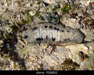 Black sea cucumbers, Holothuria atra, feeding in coarse sand covering ...