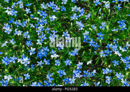 Beautiful vibrant blue colour flowers as background close up Stock ...