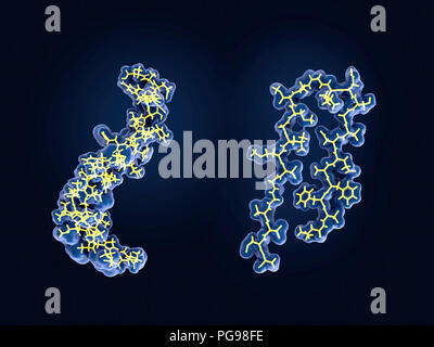 Amyloid beta protein. Molecular model showing the structure of amyloid ...