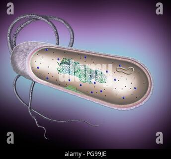 Bacterial cell. Cut-away illustration of the inner structure of a ...