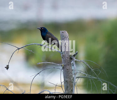 Crackle bird enjoying its surrounding Stock Photo - Alamy