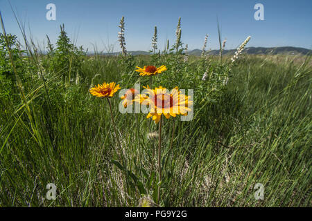 Great Plains Mixed Grass Prairie on top of North Table Mountain Park ...