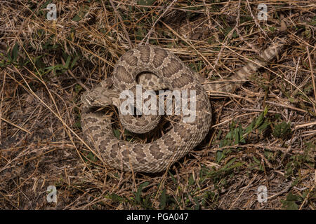 Prairie rattlesnake (Crotalus viridis viridis), being milked for venom ...