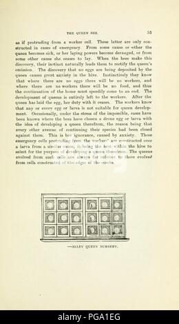 Australian bee lore and bee culture (Page 63 Stock Photo - Alamy