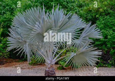 Cayman Islands Silver Thatch Palm Fronds Stock Photo - Alamy