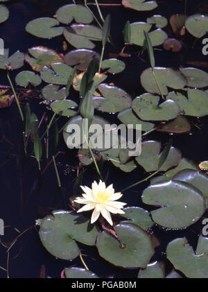 Lotus Flower, Nympha Stock Photo - Alamy