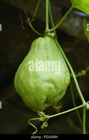 Chayote (Sechium edule) is a fruit vegetable, that is, a vegetable of ...