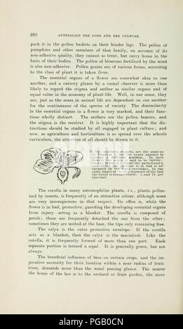 Australian bee lore and bee culture (Page 200 Stock Photo - Alamy