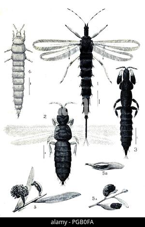 Australian insects (Plate XXXVII) (7268276524 Stock Photo - Alamy