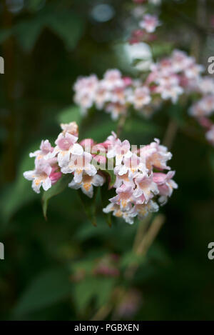 Linnaea amabilis shrub with colorful flowers Stock Photo - Alamy