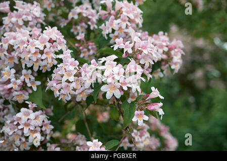 Linnaea amabilis shrub with colorful flowers Stock Photo - Alamy