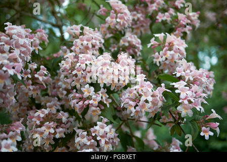 Linnaea amabilis shrub with colorful flowers Stock Photo - Alamy