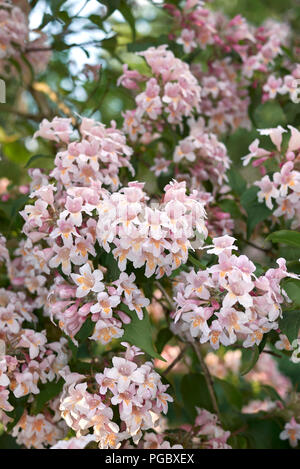 Linnaea amabilis shrub with colorful flowers Stock Photo - Alamy