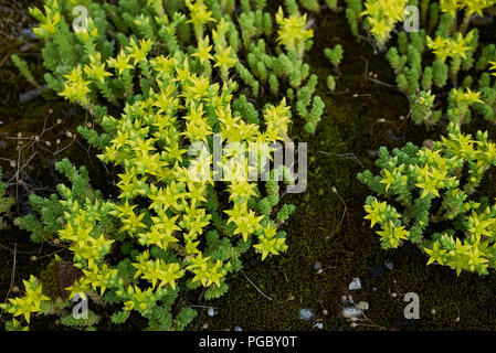 Vivid yellow flowers of Sedum acre, a hardy succulent perennial from ...