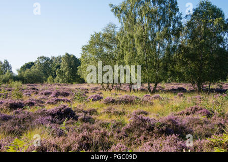 Pretty heathland scene of green trees against the purple heather in the ...