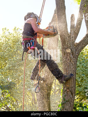 A woman cutting a tree branch with a chainsaw Stock Photo - Alamy