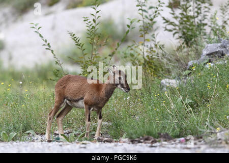 Mating ritual of muflon in an cave of north Italy Stock Photo - Alamy