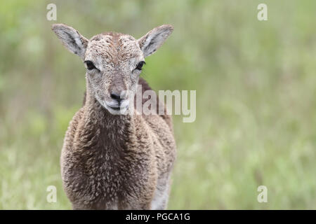 Mating ritual of muflon in an cave of north Italy Stock Photo - Alamy