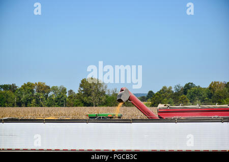 Tractor emptying its load of harvested maize into a waiting semi and ...