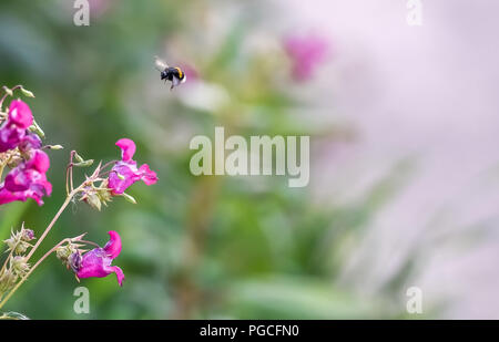 A bee flies over a field with flowers in Wehrheim near Frankfurt ...