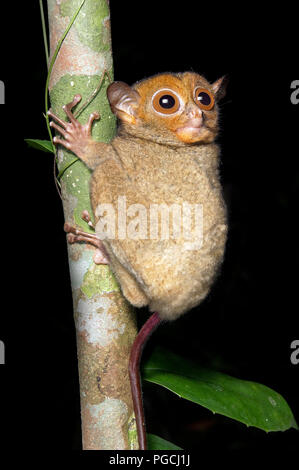 Horsfield's tarsier Cephalopachus bancanus western tarsier Stock Photo ...