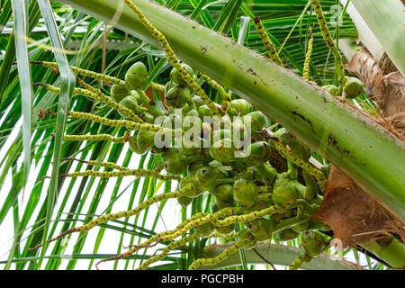 coconut (Cocos nucifera), small coconut fruit in an early stage of ...