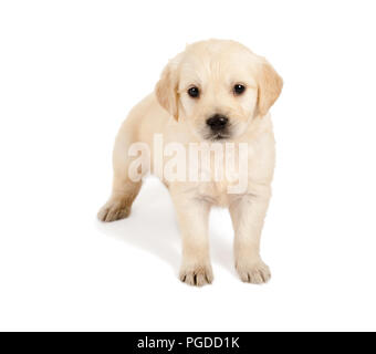 Young cute whelp 6 weeks old . Beautiful Jack Russell Terrier mom dog ...