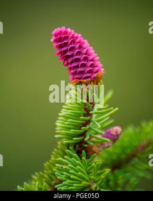 Pink Pine Tree Flower fresh young cones. Pine Mountains. Branches of a ...