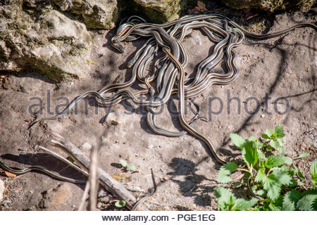 Mating ball of Red-sided garter snakes in spring coming out of Stock ...