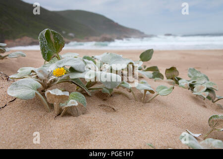 Beach Dune Daisy a native south east Florida plant that grows along the ...