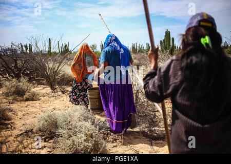 Native women of the Comcaac tribe or Series in the search of Pitahaya ...