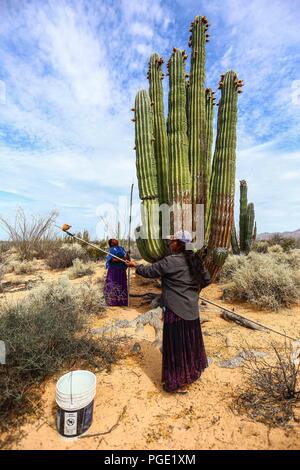 Native women of the Comcaac tribe or Series in the search of Pitahaya ...