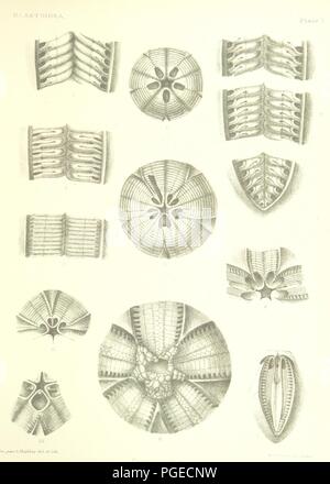 . Catalogue of the Blastoidea in the Geological Department of the ...